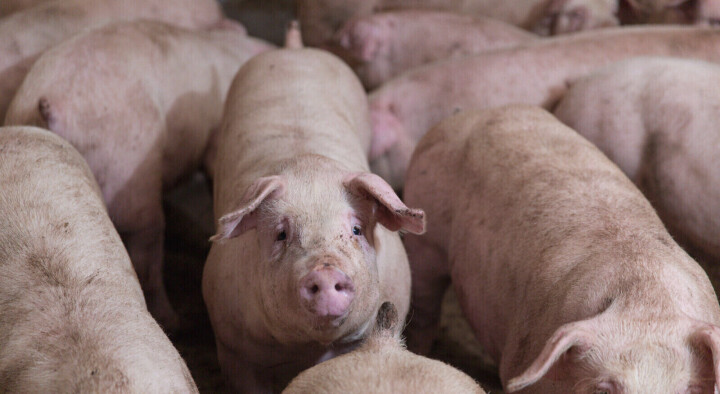 Purchasing pigs - Vitelco